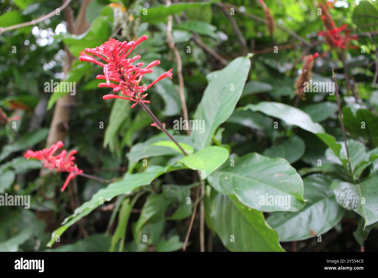 Firespike (Odontonema tubaeforme) Plantae Stock Photo - Alamy