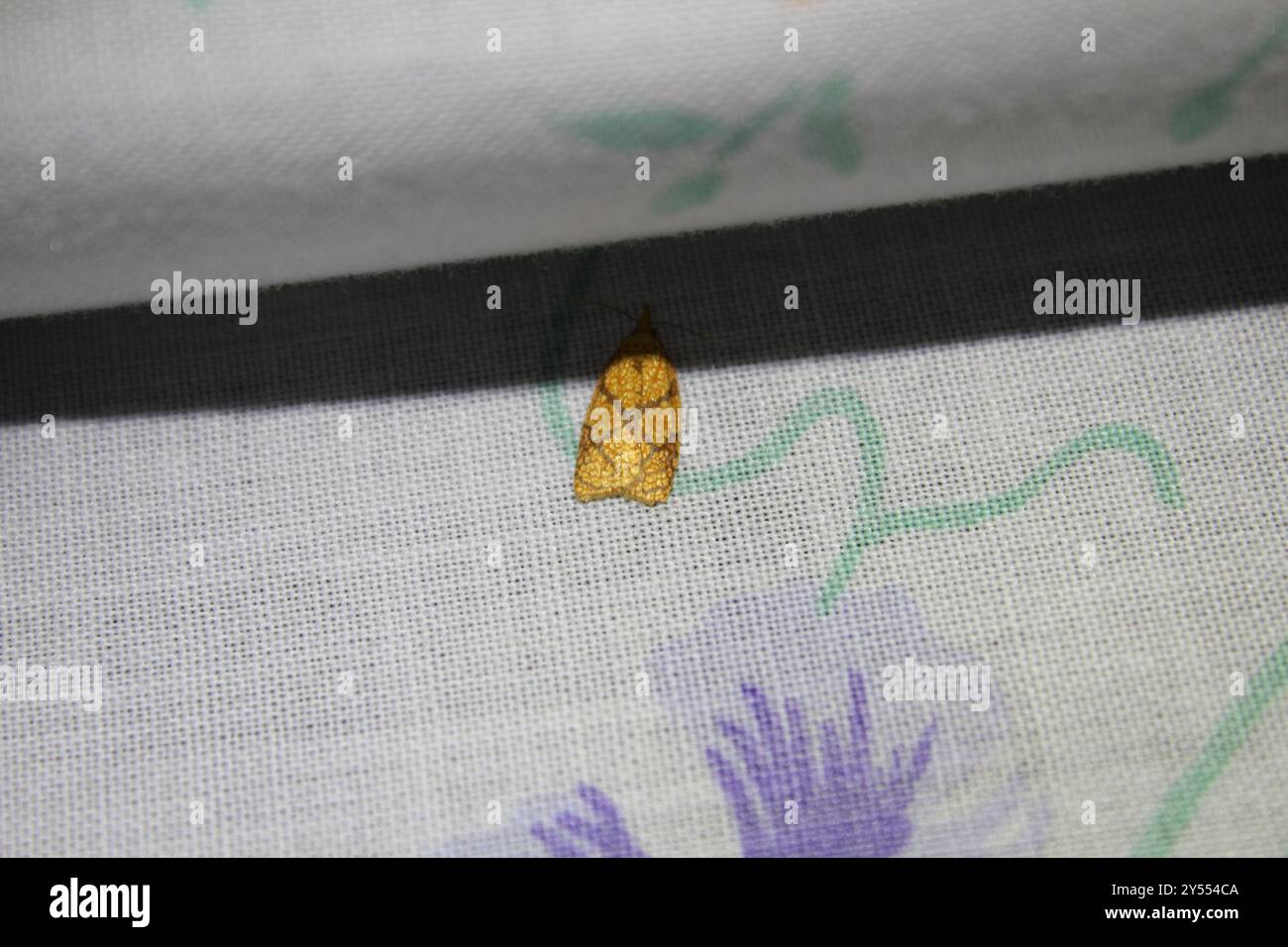 Reticulated Fruitworm Moth (Cenopis reticulatana) Insecta Stock Photo ...
