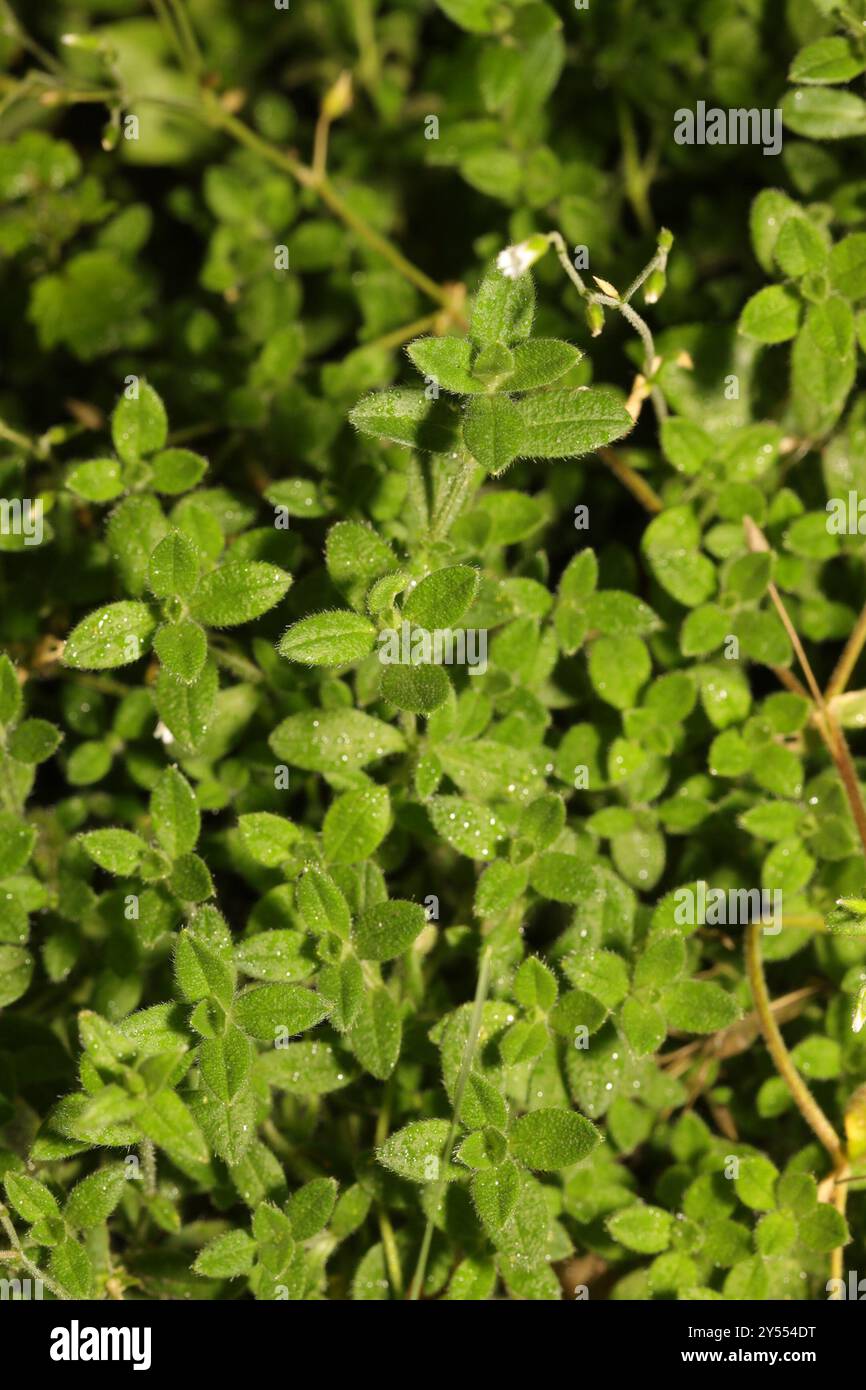 Common mouse-ear chickweed (Cerastium fontanum) Plantae Stock Photo - Alamy