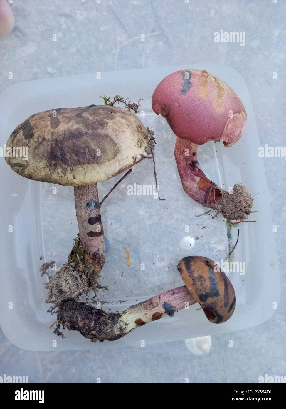 Red-mouth Bolete (Neoboletus subvelutipes) Fungi Stock Photo - Alamy