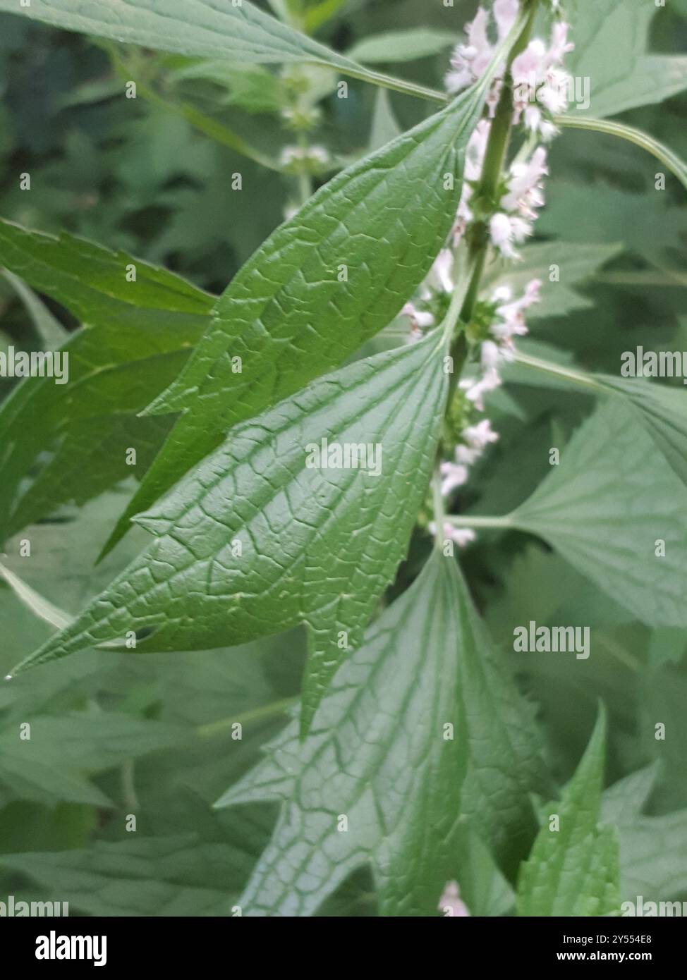 common motherwort (Leonurus cardiaca) Plantae Stock Photo - Alamy