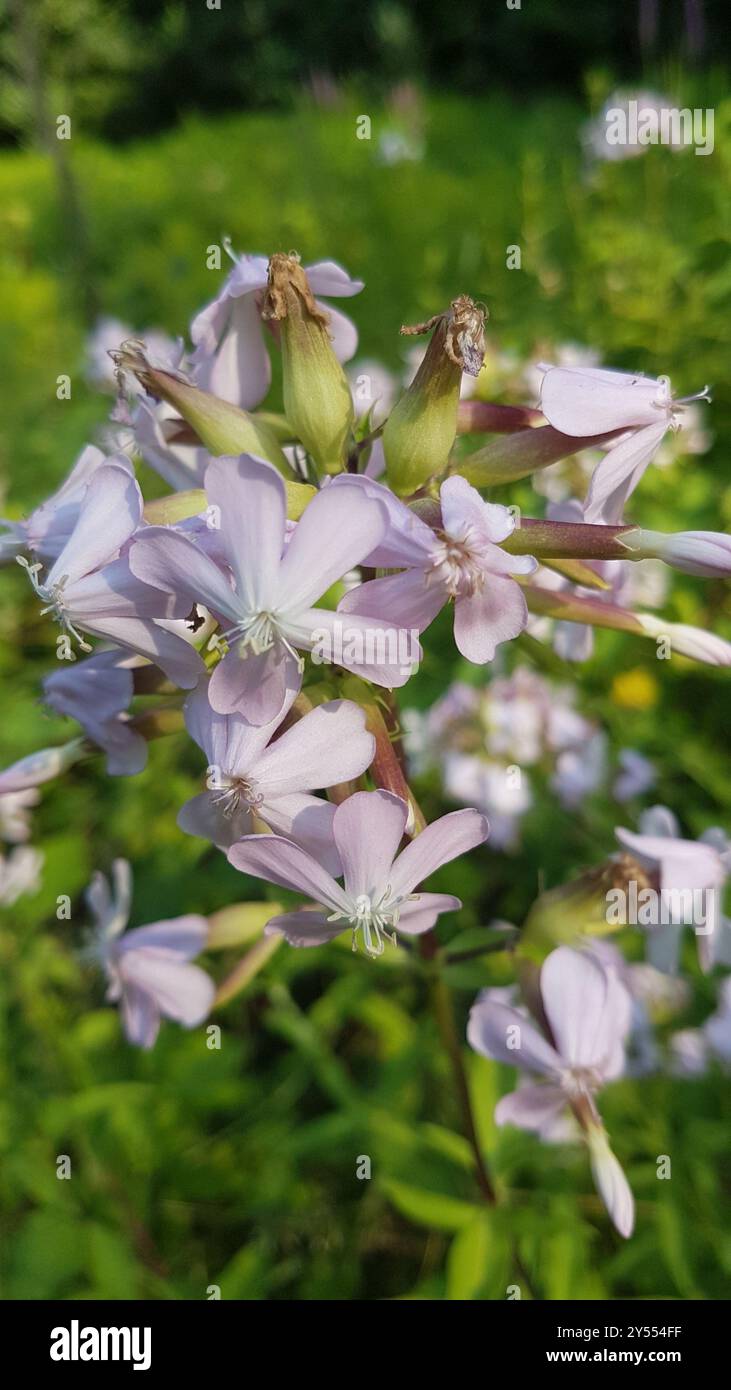 common soapwort (Saponaria officinalis) Plantae Stock Photo - Alamy