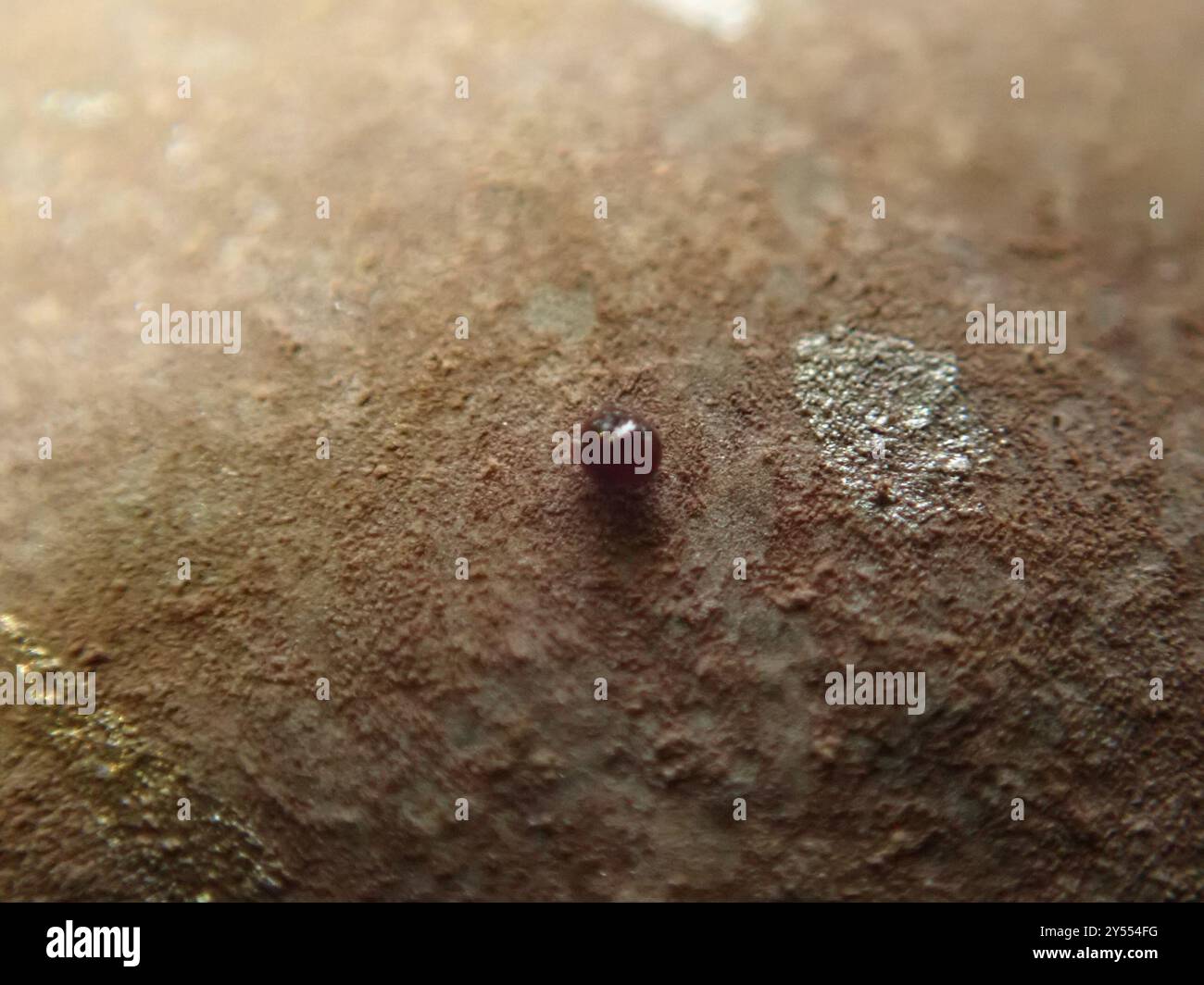 Mites and Ticks (Acari) Arachnida Stock Photo - Alamy