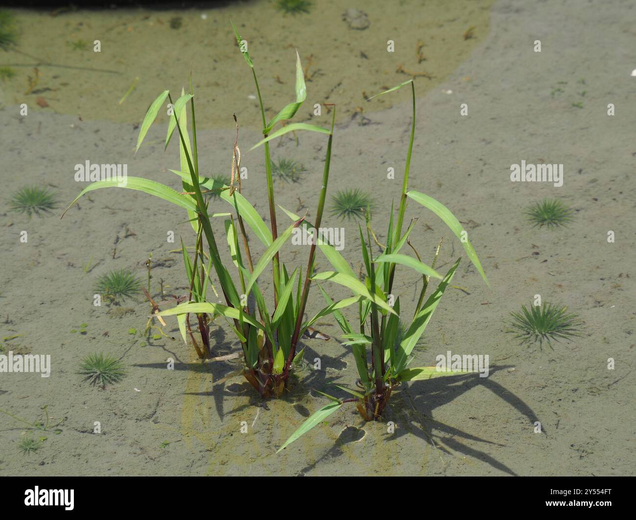 Hilograss (Paspalum conjugatum) Plantae Stock Photo - Alamy