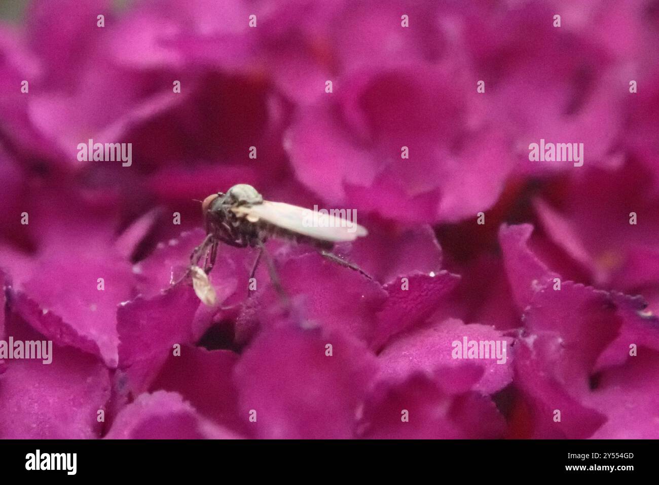 Dance Flies, Long-legged Flies, and Allies (Empidoidea) Insecta Stock ...