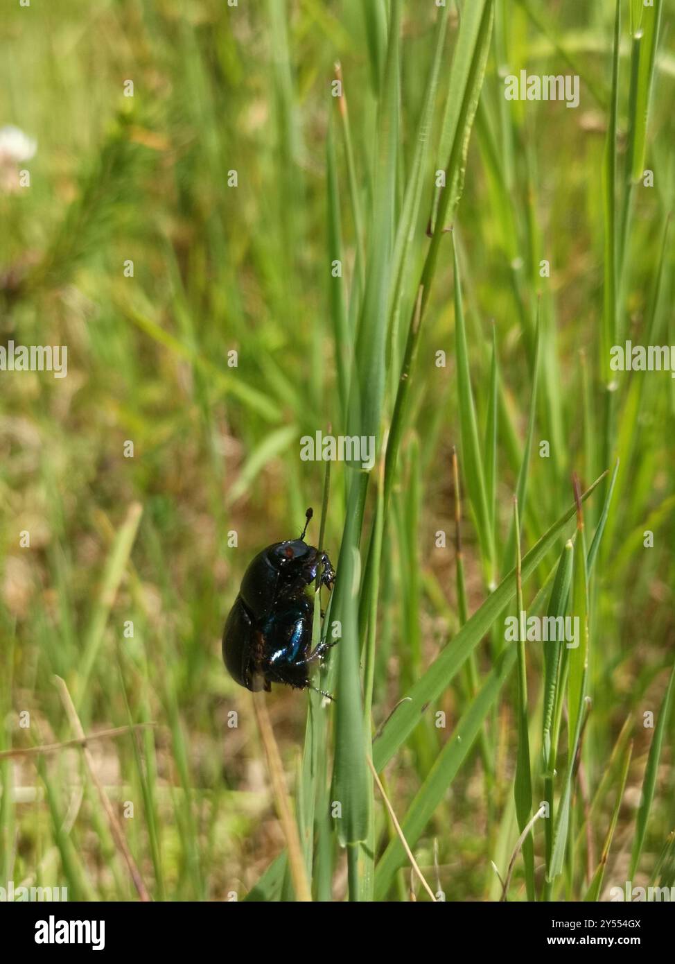 Woodland Dor Beetle (Anoplotrupes stercorosus) Insecta Stock Photo - Alamy