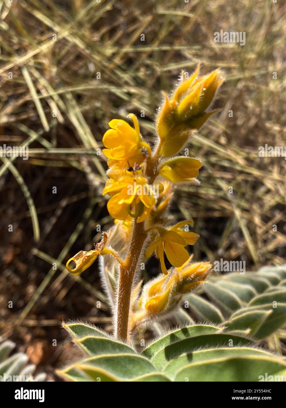 Cockroach Bush (Senna notabilis) Plantae Stock Photo - Alamy