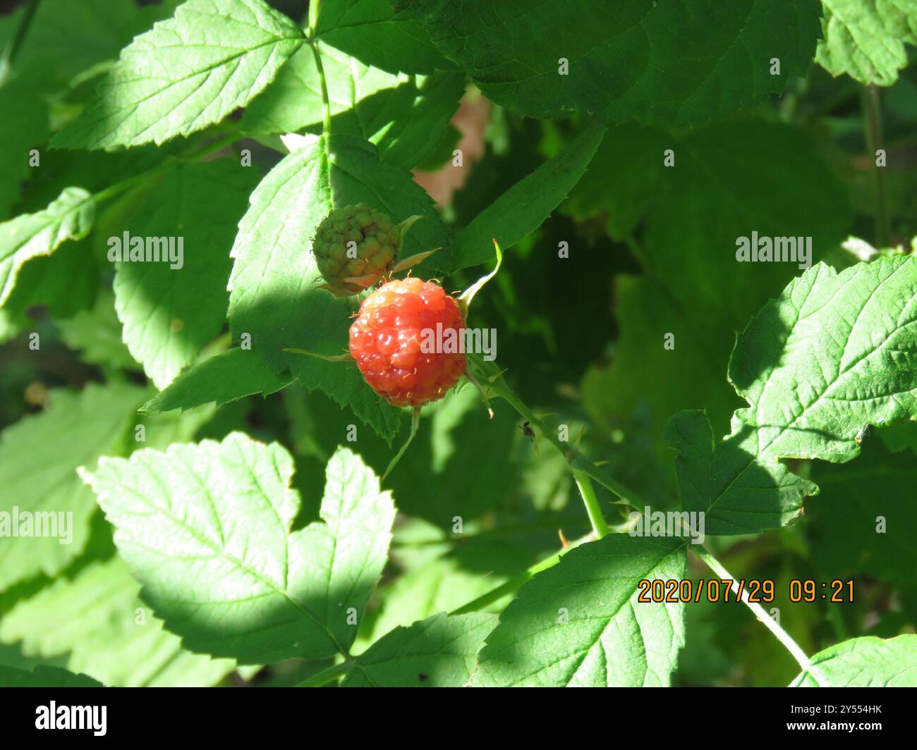 whitebark raspberry (Rubus leucodermis) Plantae Stock Photo - Alamy