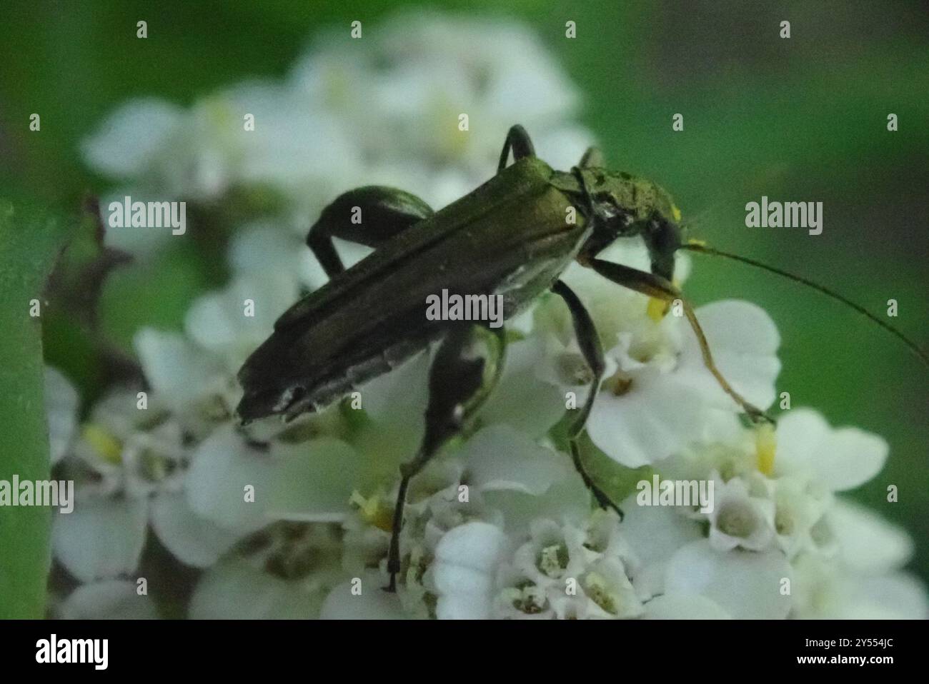 Yellow-legged Thick-legged Flower Beetle (Oedemera flavipes) Insecta ...