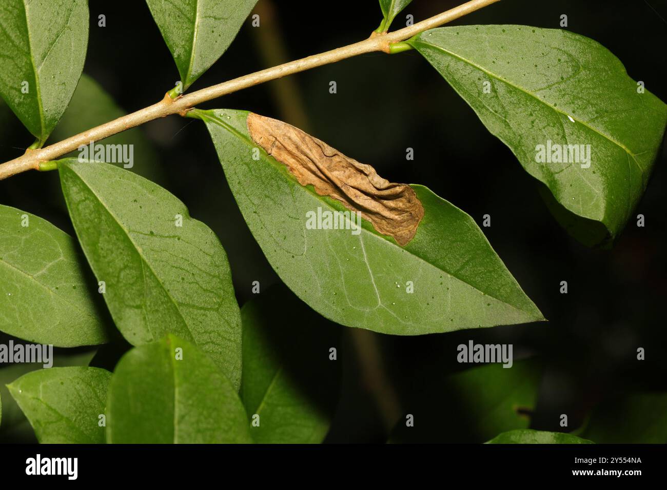 Lilac Leafminer Moth (Gracillaria syringella) Insecta Stock Photo - Alamy
