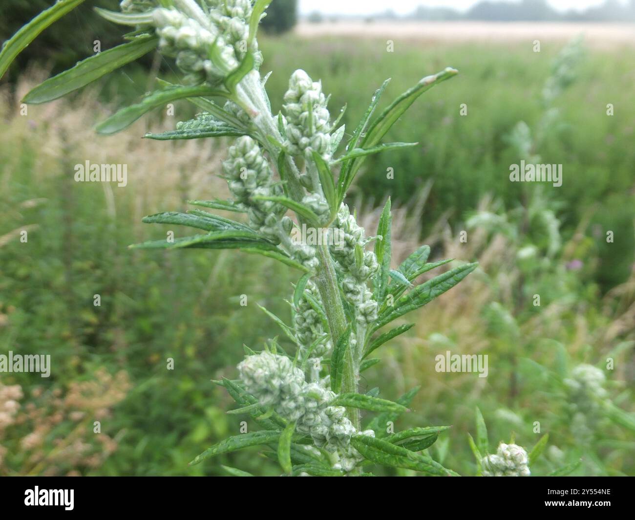 common mugwort (Artemisia vulgaris) Plantae Stock Photo - Alamy