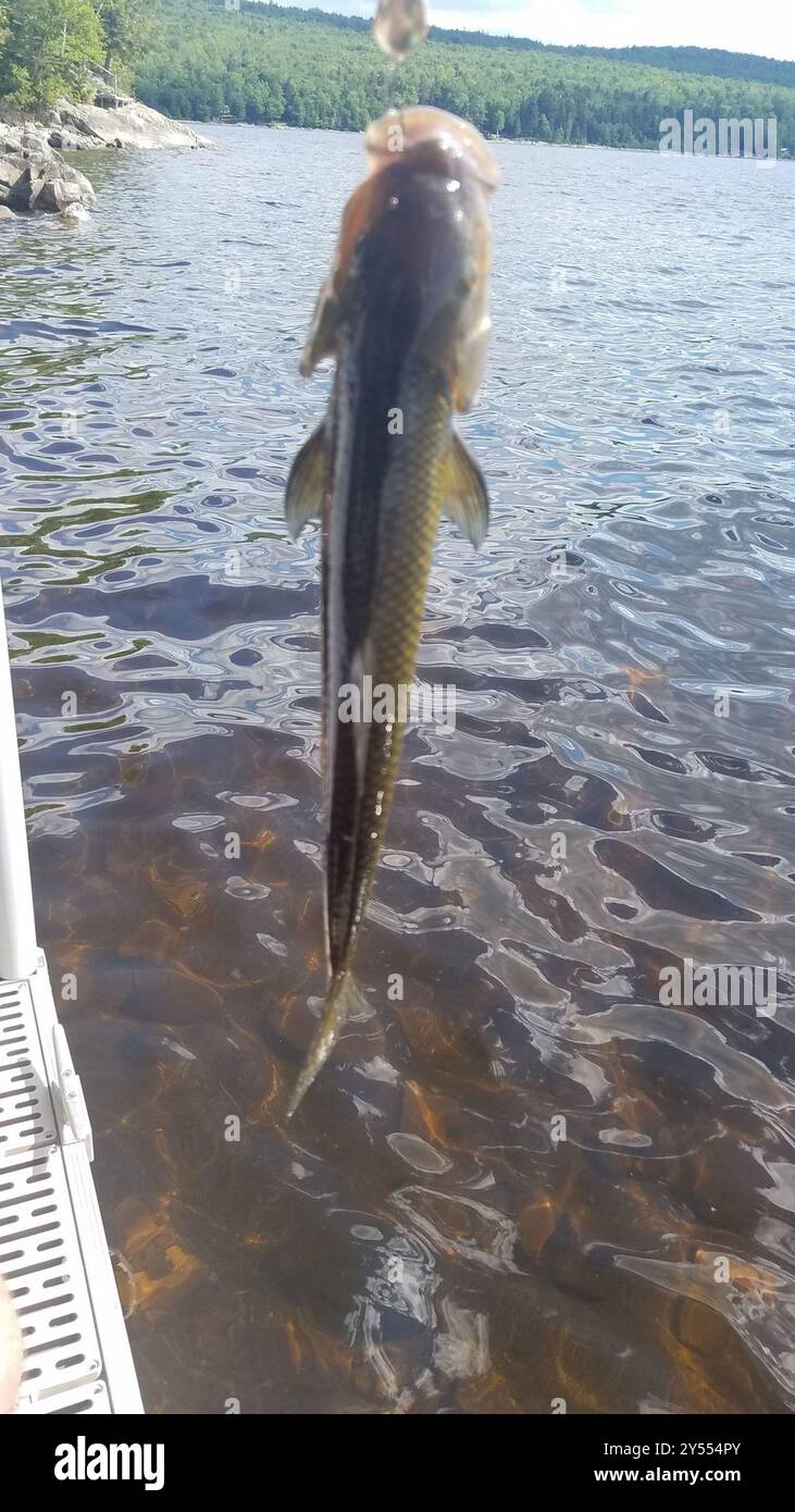 Fallfish (Semotilus corporalis) Actinopterygii Stock Photo - Alamy