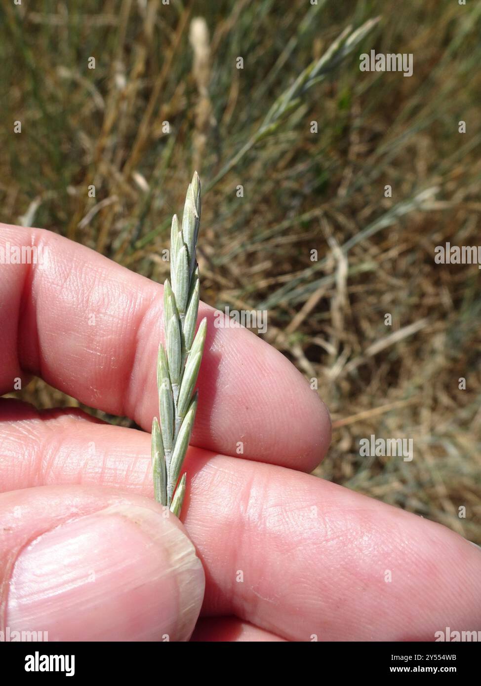 sea couch (Elymus athericus) Plantae Stock Photo - Alamy