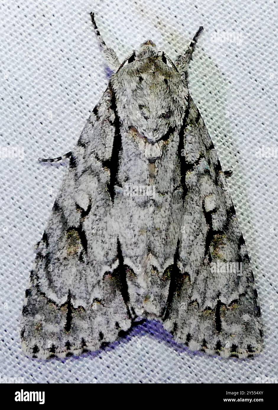 Cherry and Unmarked Daggers and Allies (Acronicta hasta) Insecta Stock ...