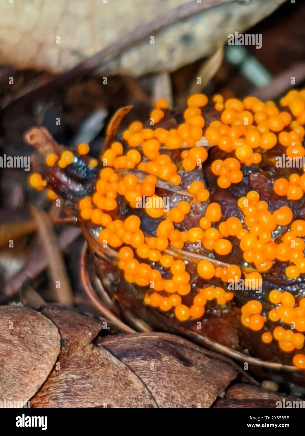 slime molds (Mycetozoa) Protozoa Stock Photo - Alamy