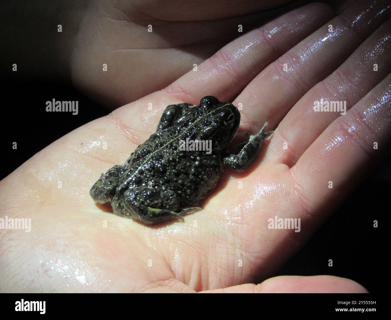 Sand Toad (Vandijkophrynus angusticeps) Amphibia Stock Photo - Alamy