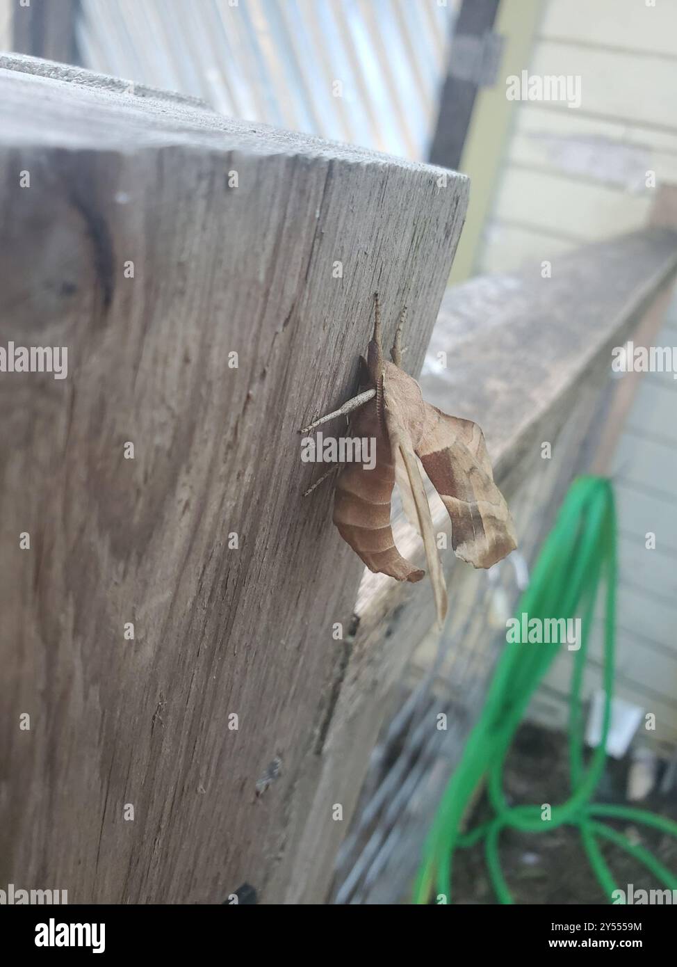 Walnut Sphinx (Amorpha juglandis) Insecta Stock Photo - Alamy