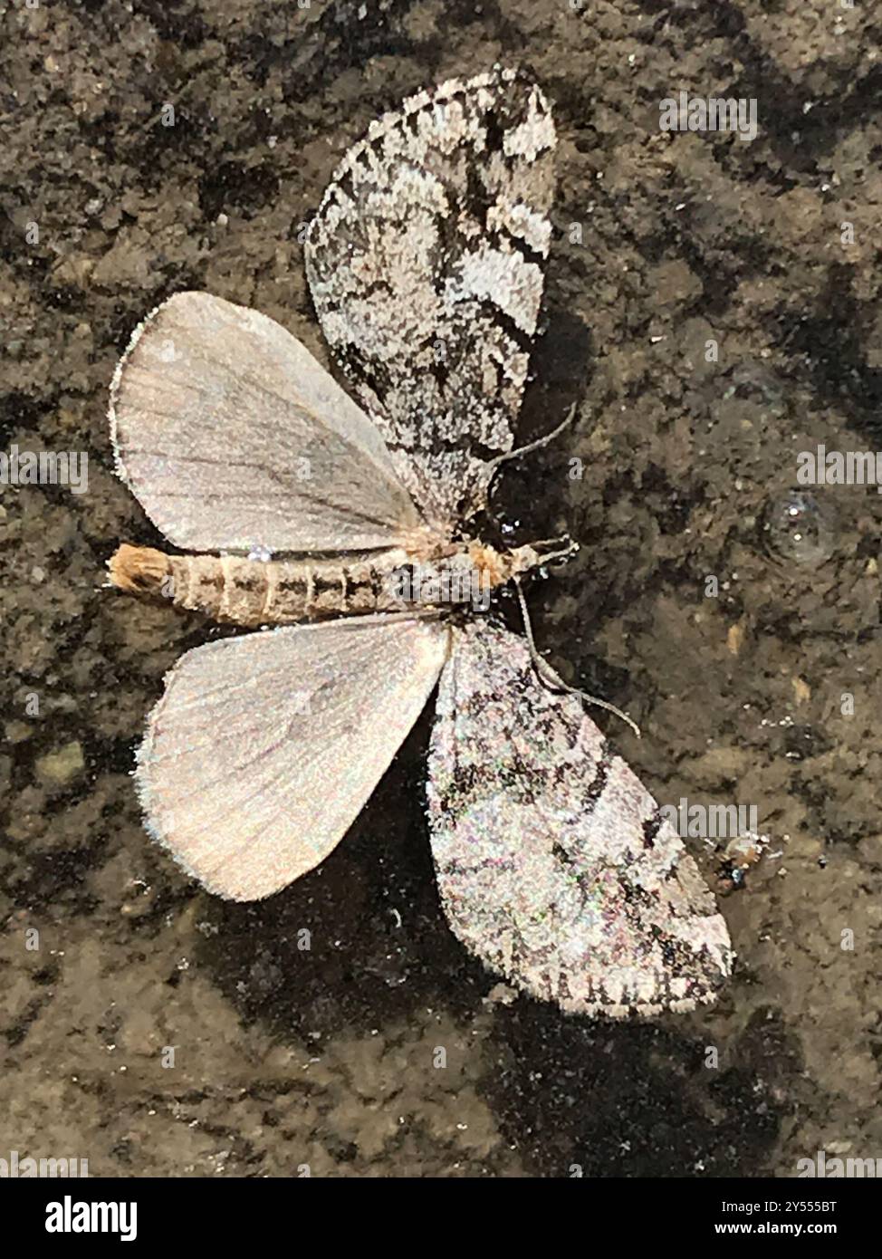 Carpet Moths (Larentiinae) Insecta Stock Photo - Alamy