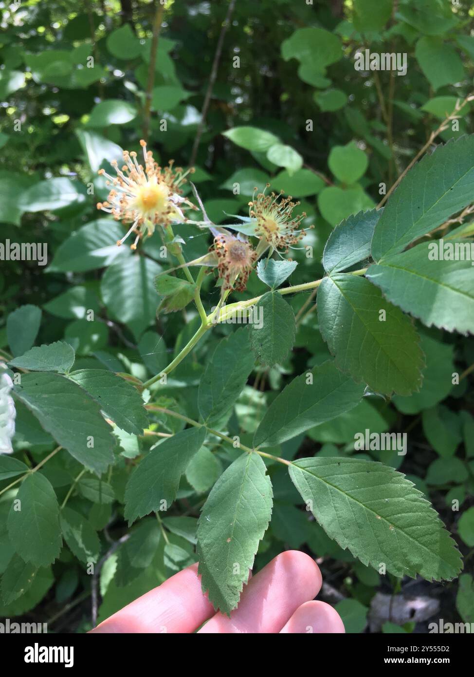 smooth rose (Rosa blanda) Plantae Stock Photo - Alamy