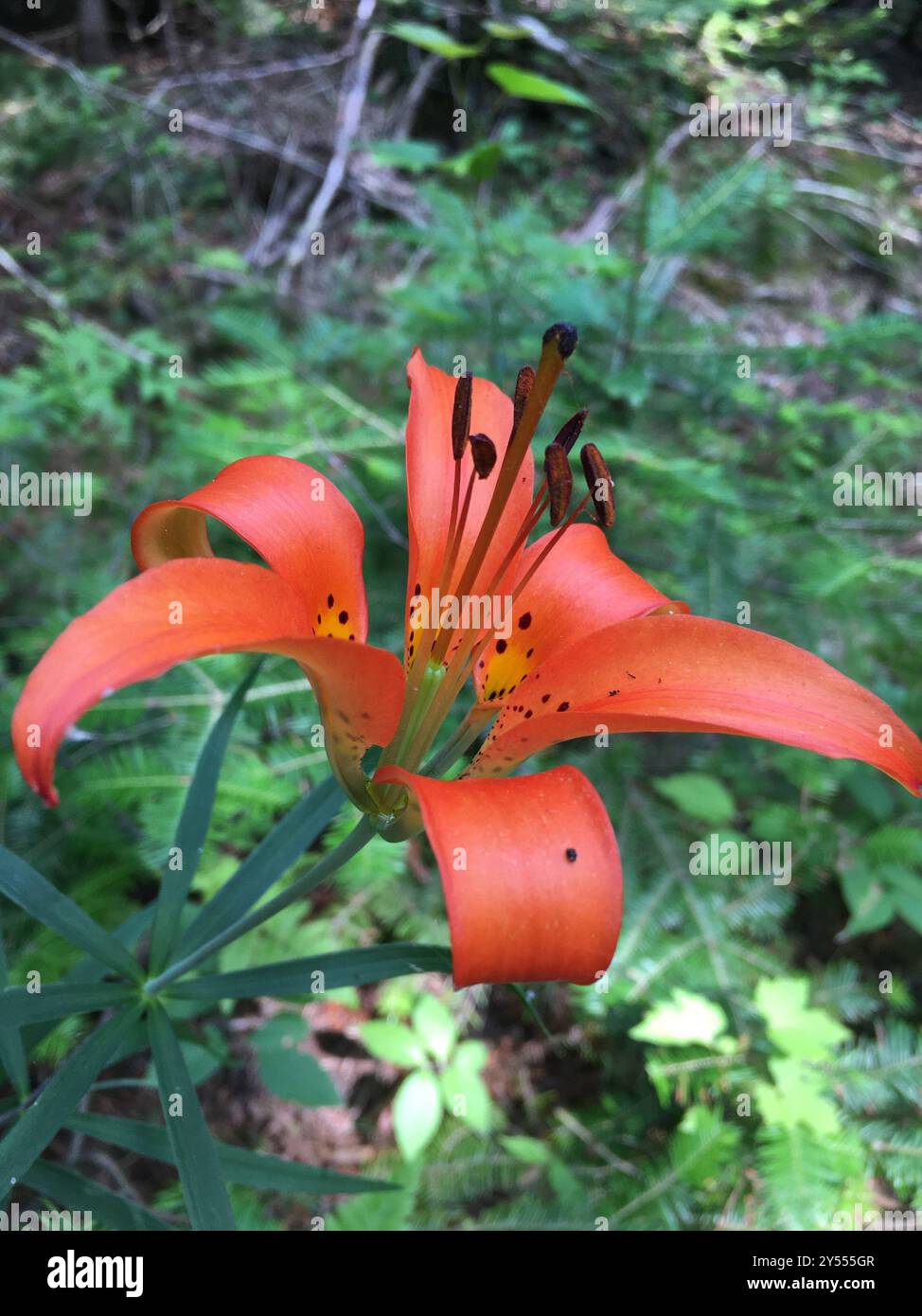 Wood Lily (Lilium philadelphicum) Plantae Stock Photo - Alamy