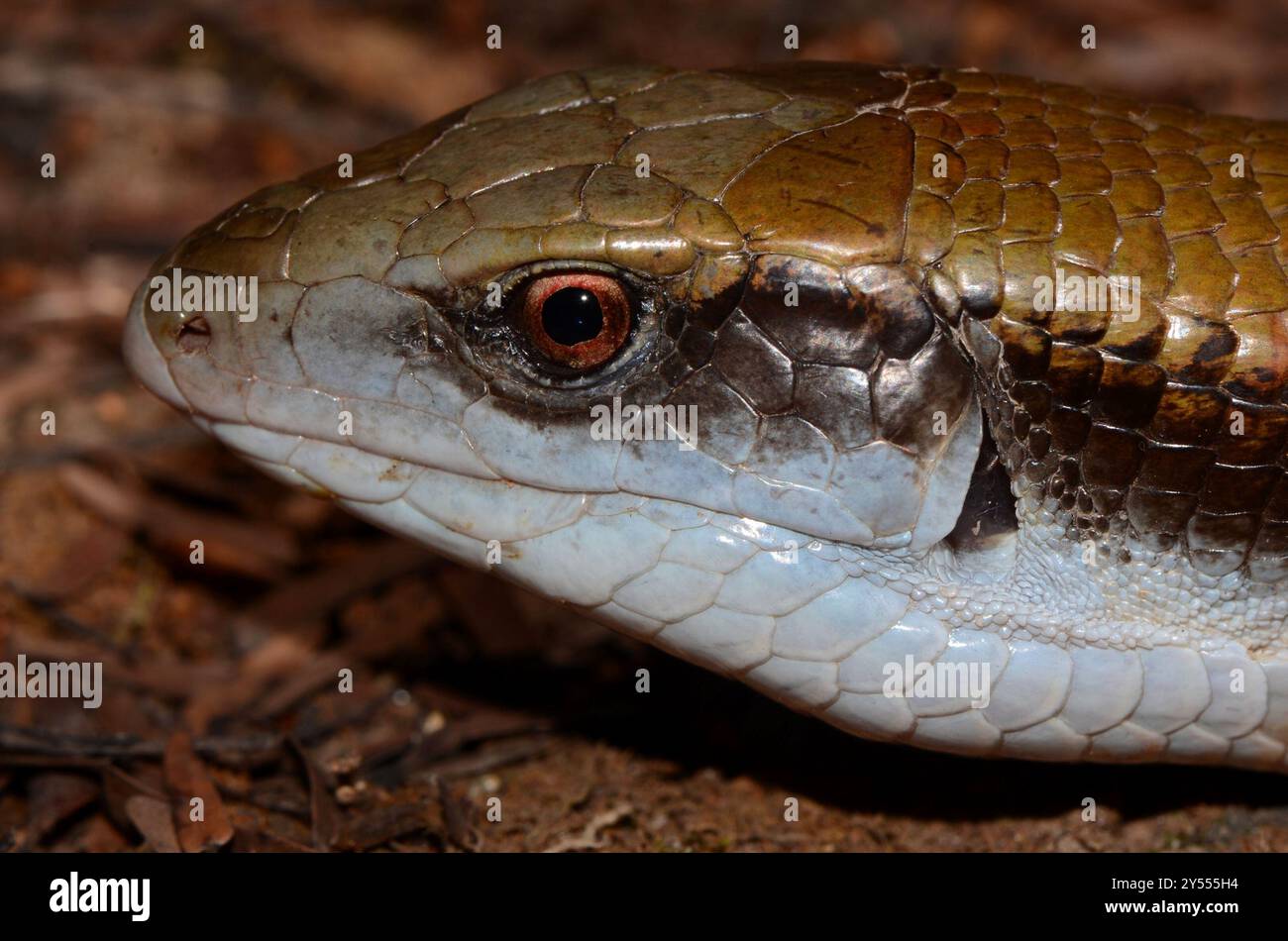 Laurent’s Plated Lizard (Gerrhosaurus bulsi) Reptilia Stock Photo - Alamy