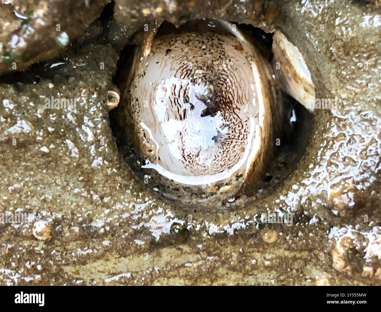Piddocks and Angelwings (Pholadidae) Mollusca Stock Photo - Alamy