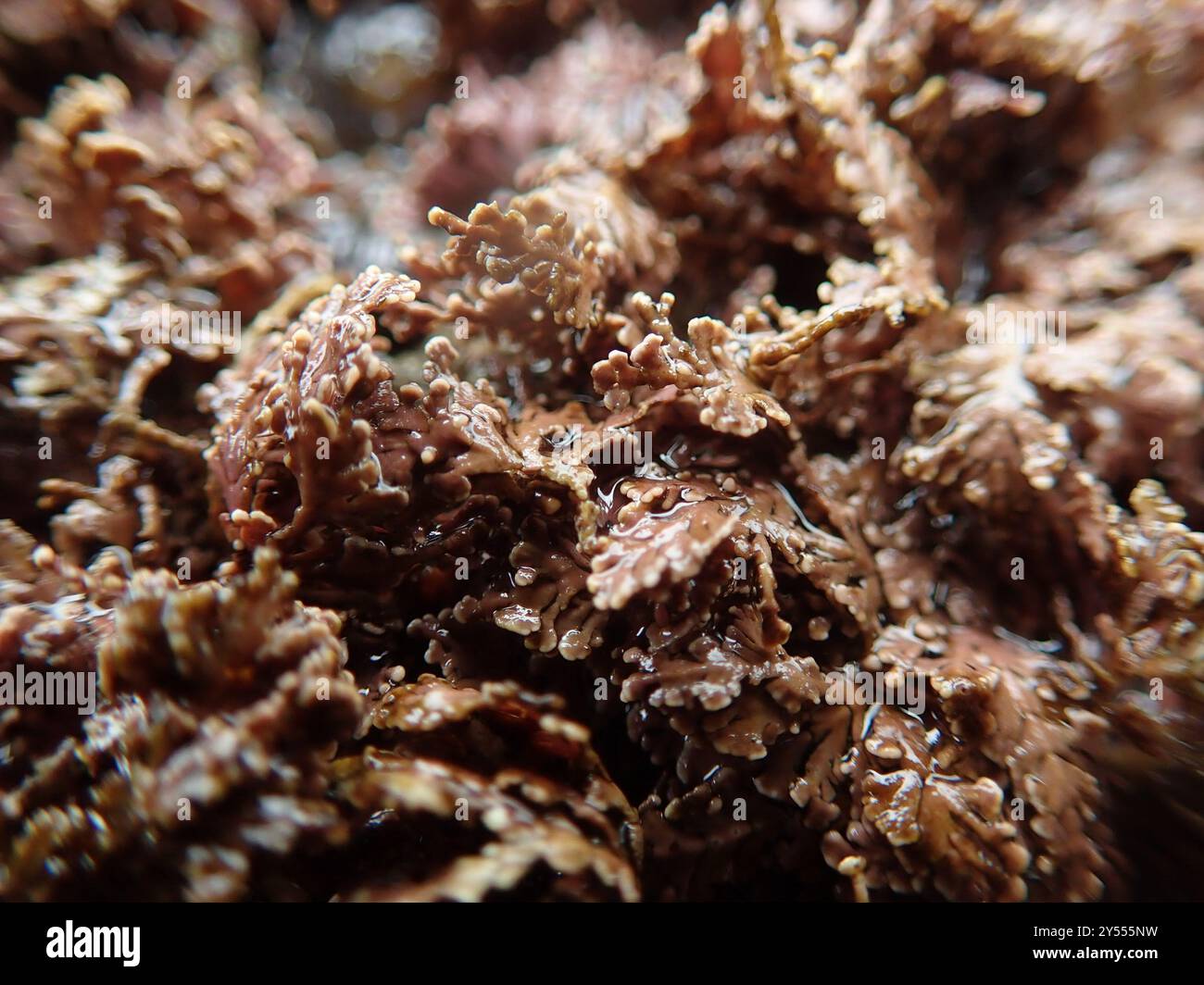 Enigmatic coral seaweed (Bossiella frondescens) Plantae Stock Photo - Alamy