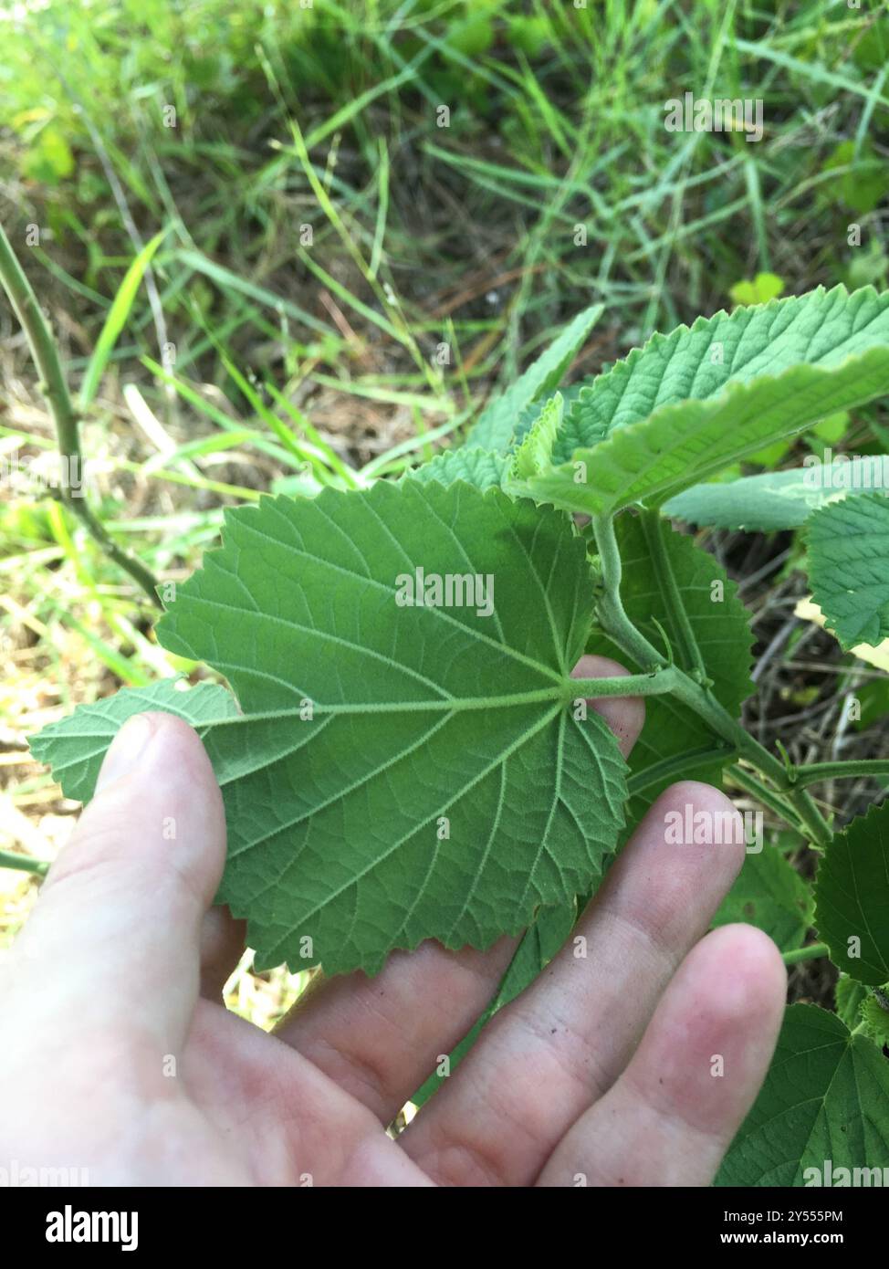 flannel weed (Sida cordifolia) Plantae Stock Photo - Alamy