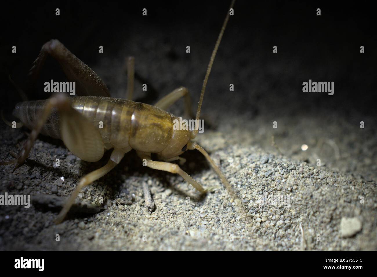 Camel Crickets, Cave Crickets, and Cave Wēta (Rhaphidophoridae) Insecta ...