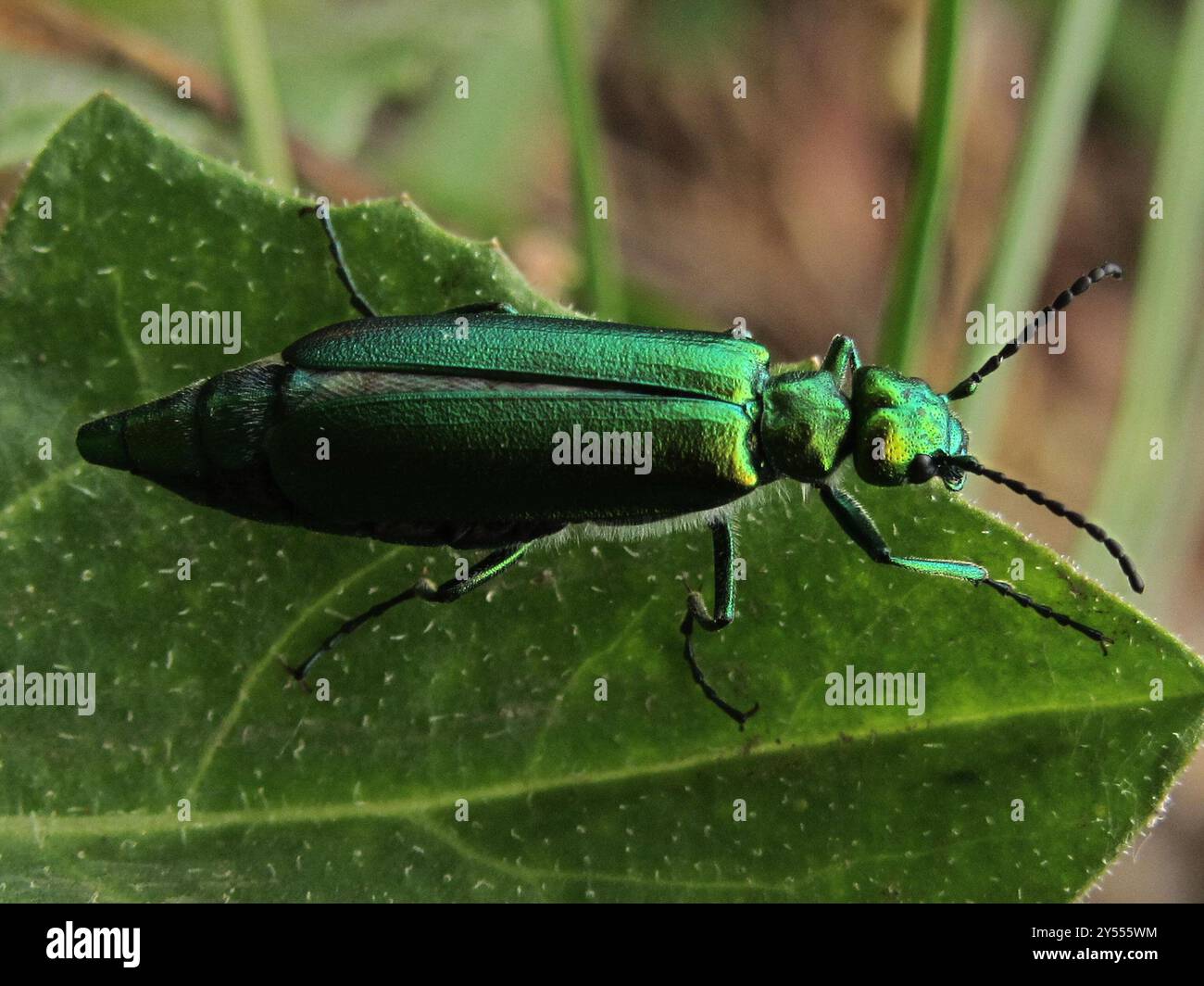 Spanish Fly (Lytta vesicatoria) Insecta Stock Photo - Alamy