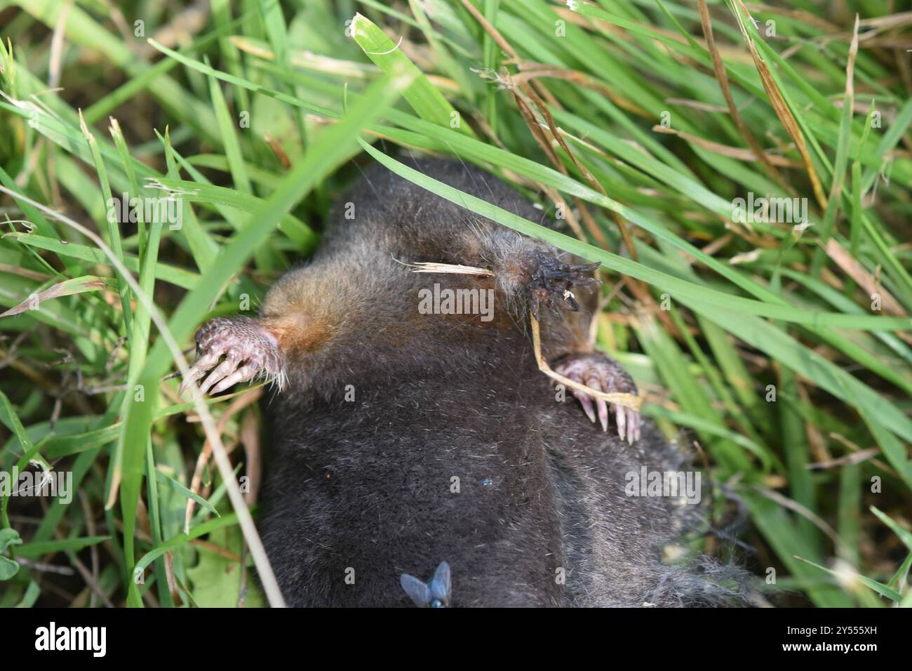 Star-nosed Mole (Condylura cristata) Mammalia Stock Photo - Alamy