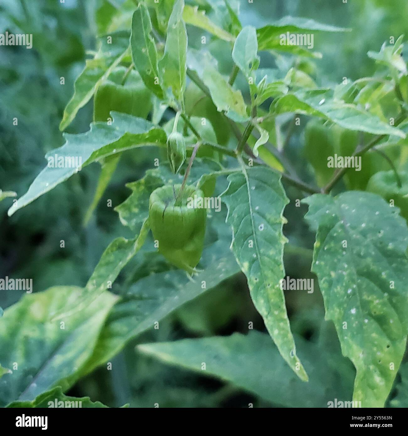 long-leaved groundcherry (Physalis longifolia) Plantae Stock Photo - Alamy