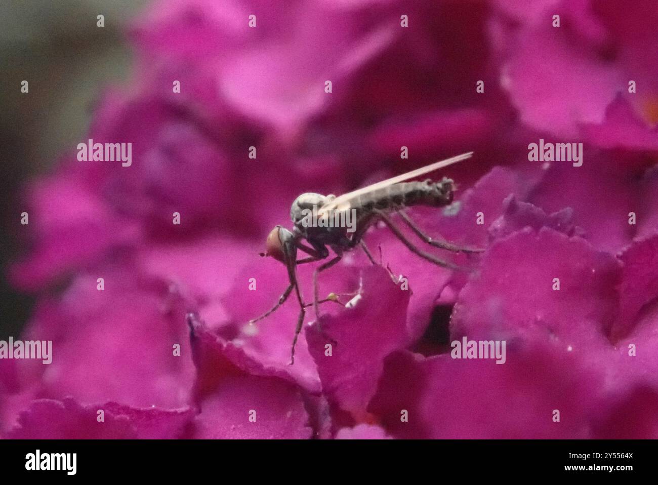 Dance Flies, Long-legged Flies, and Allies (Empidoidea) Insecta Stock ...