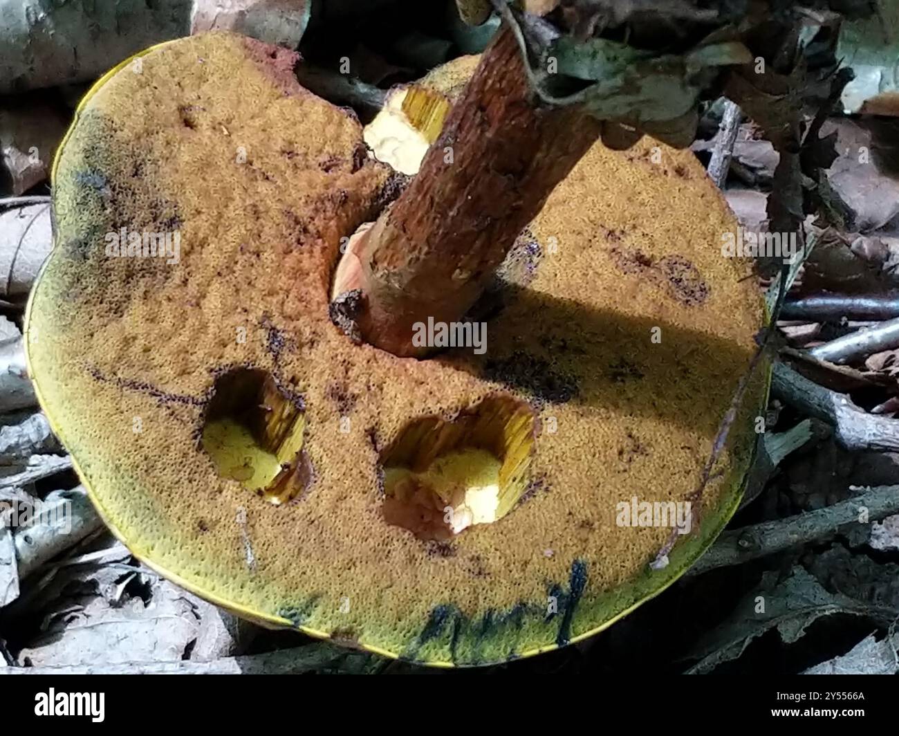 boletes (Boletaceae) Fungi Stock Photo - Alamy