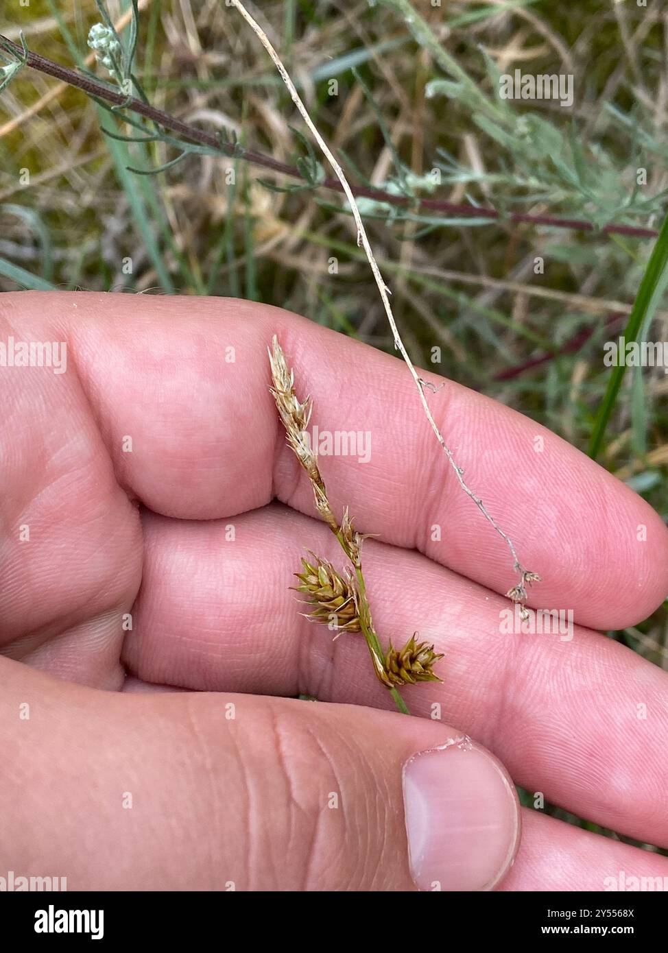 sand sedge (Carex arenaria) Plantae Stock Photo - Alamy
