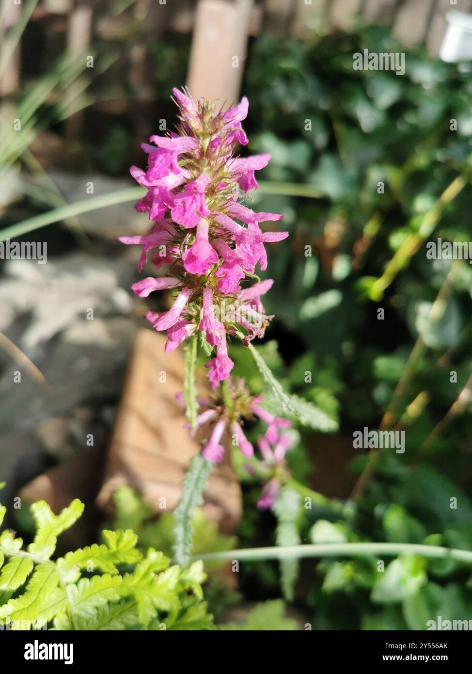 common hedge-nettle (Betonica officinalis) Plantae Stock Photo - Alamy