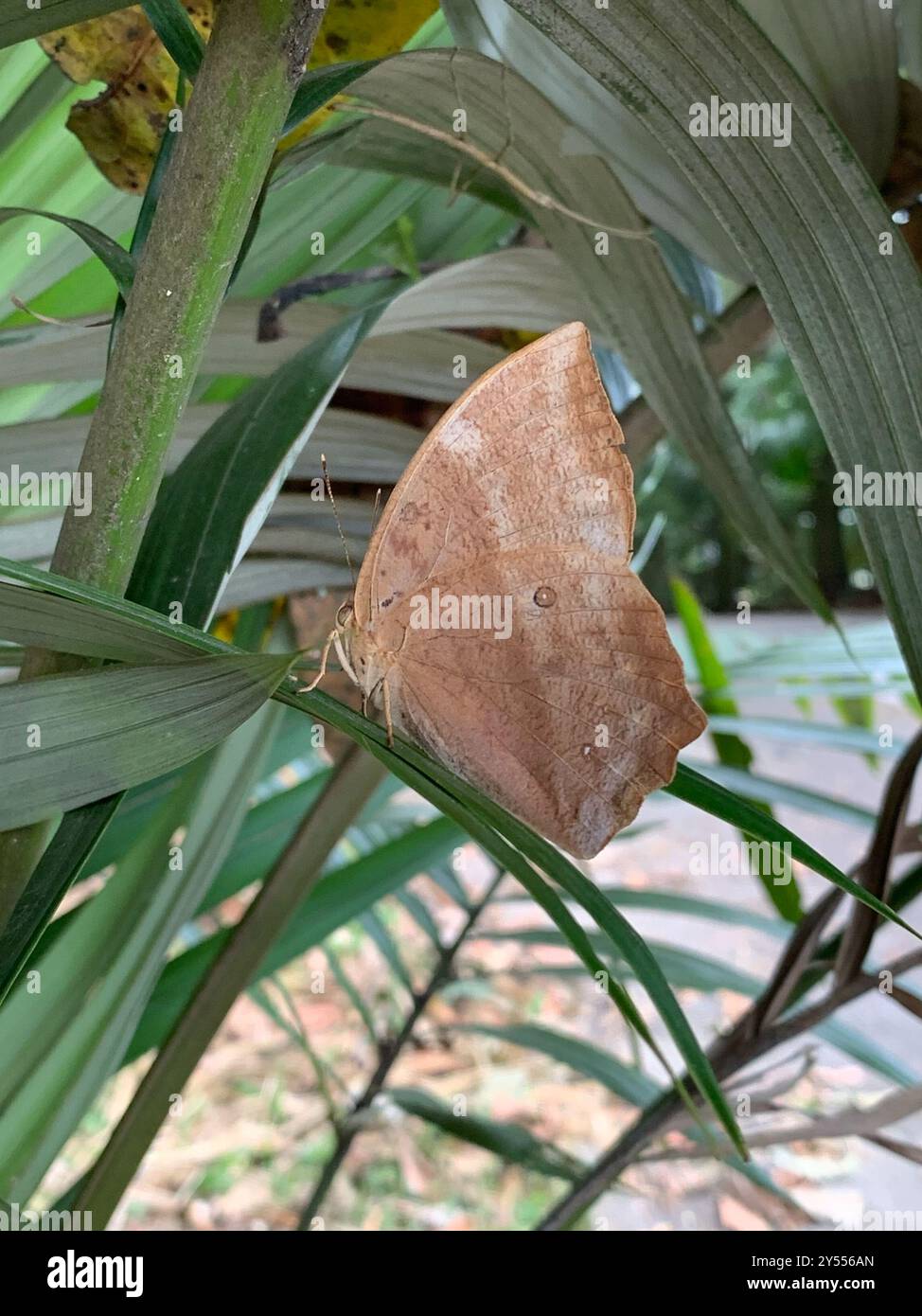 Common Duffer (Discophora sondaica) Insecta Stock Photo - Alamy