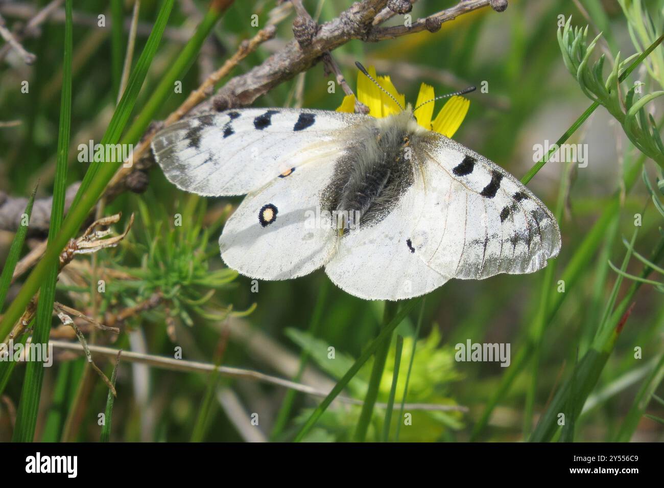 Phoebus Apollo (Parnassius phoebus) Insecta Stock Photo - Alamy