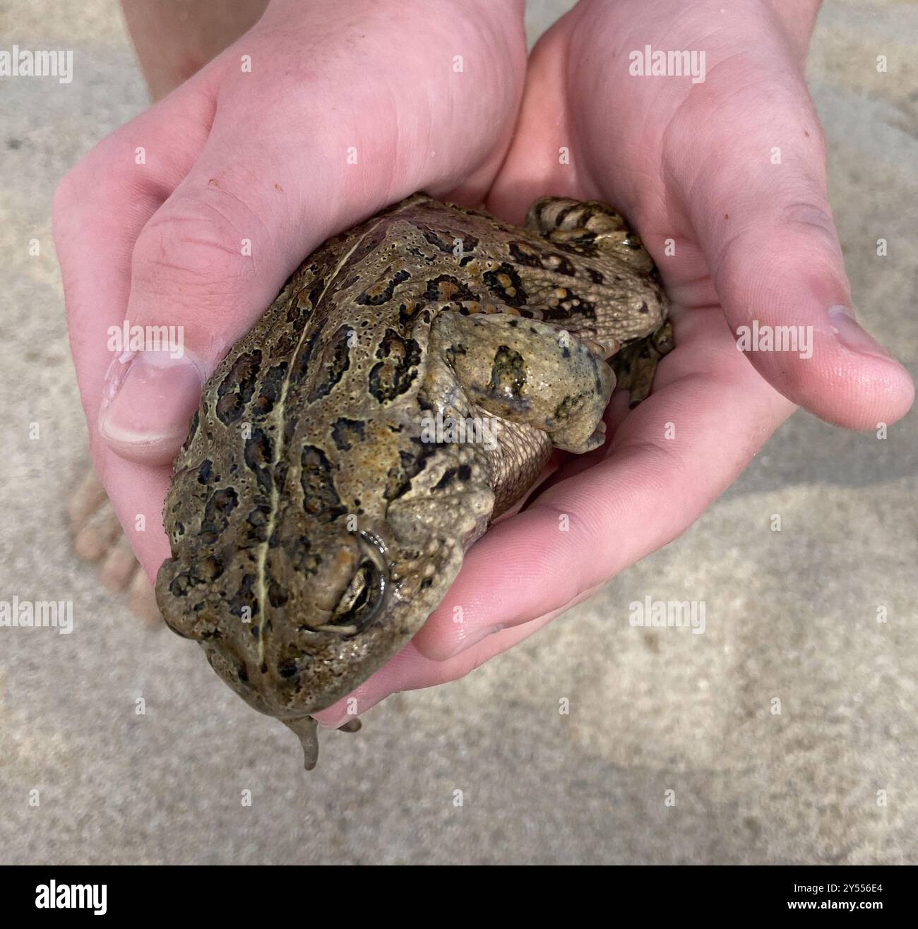 Western Toad (Anaxyrus boreas) Amphibia Stock Photo - Alamy