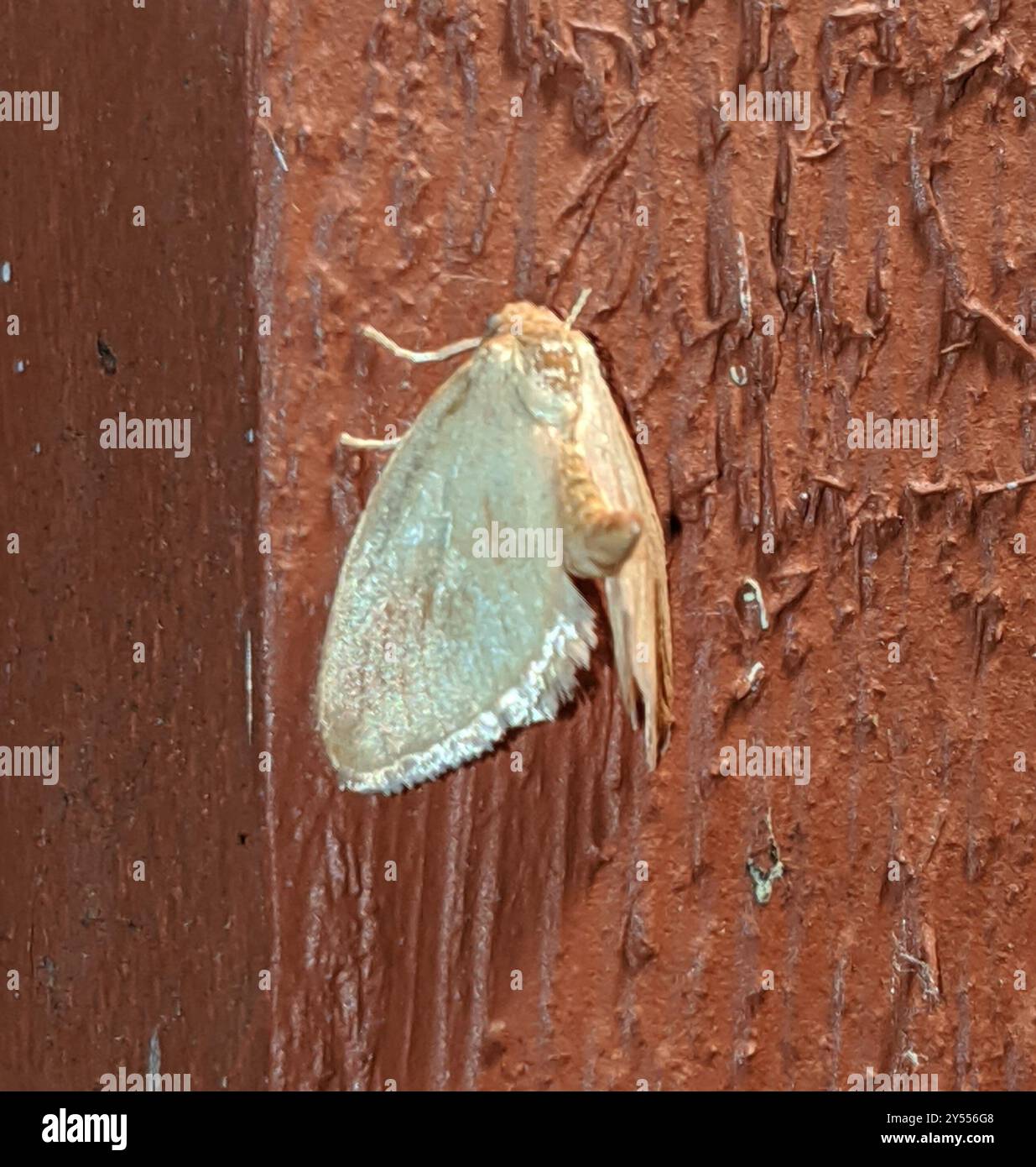 Early Button Slug Moth (Tortricidia testacea) Insecta Stock Photo - Alamy