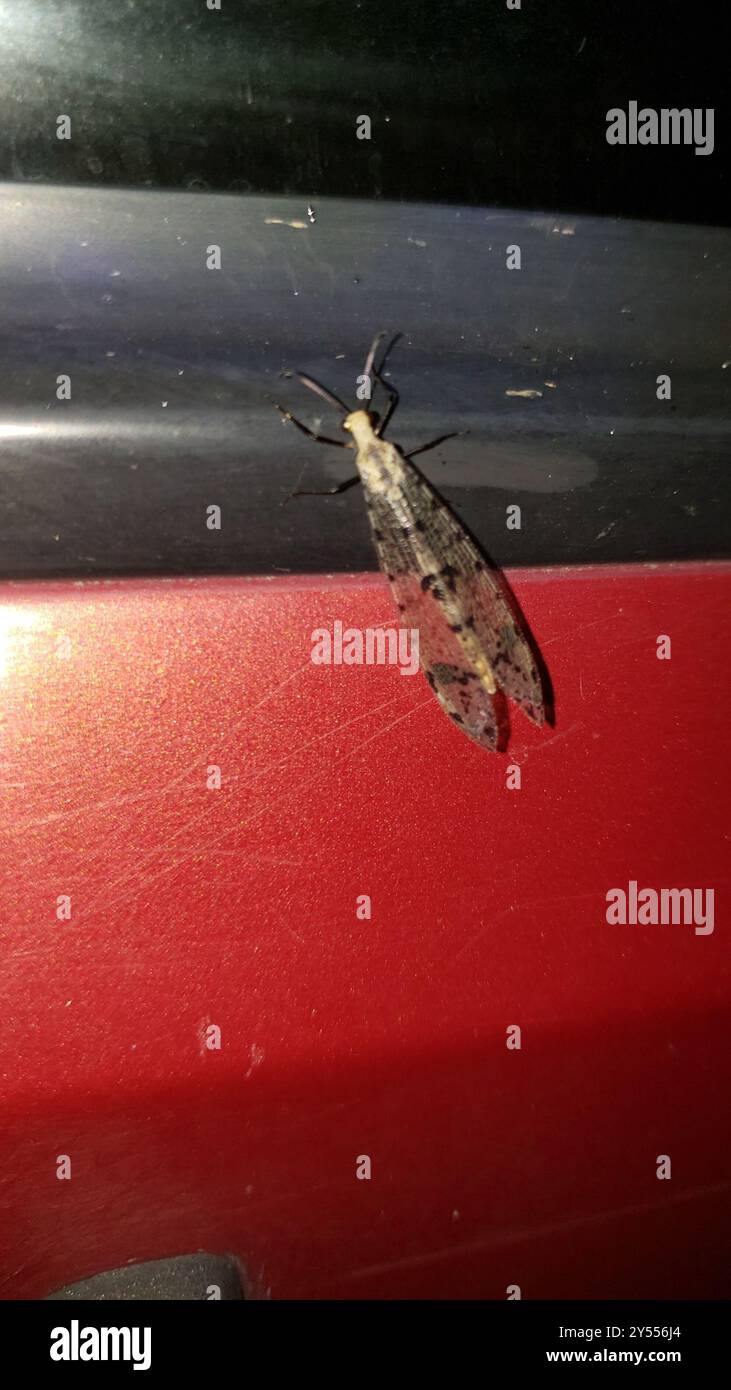 Eastern Spotted-winged Antlion (Dendroleon obsoletus) Insecta Stock ...