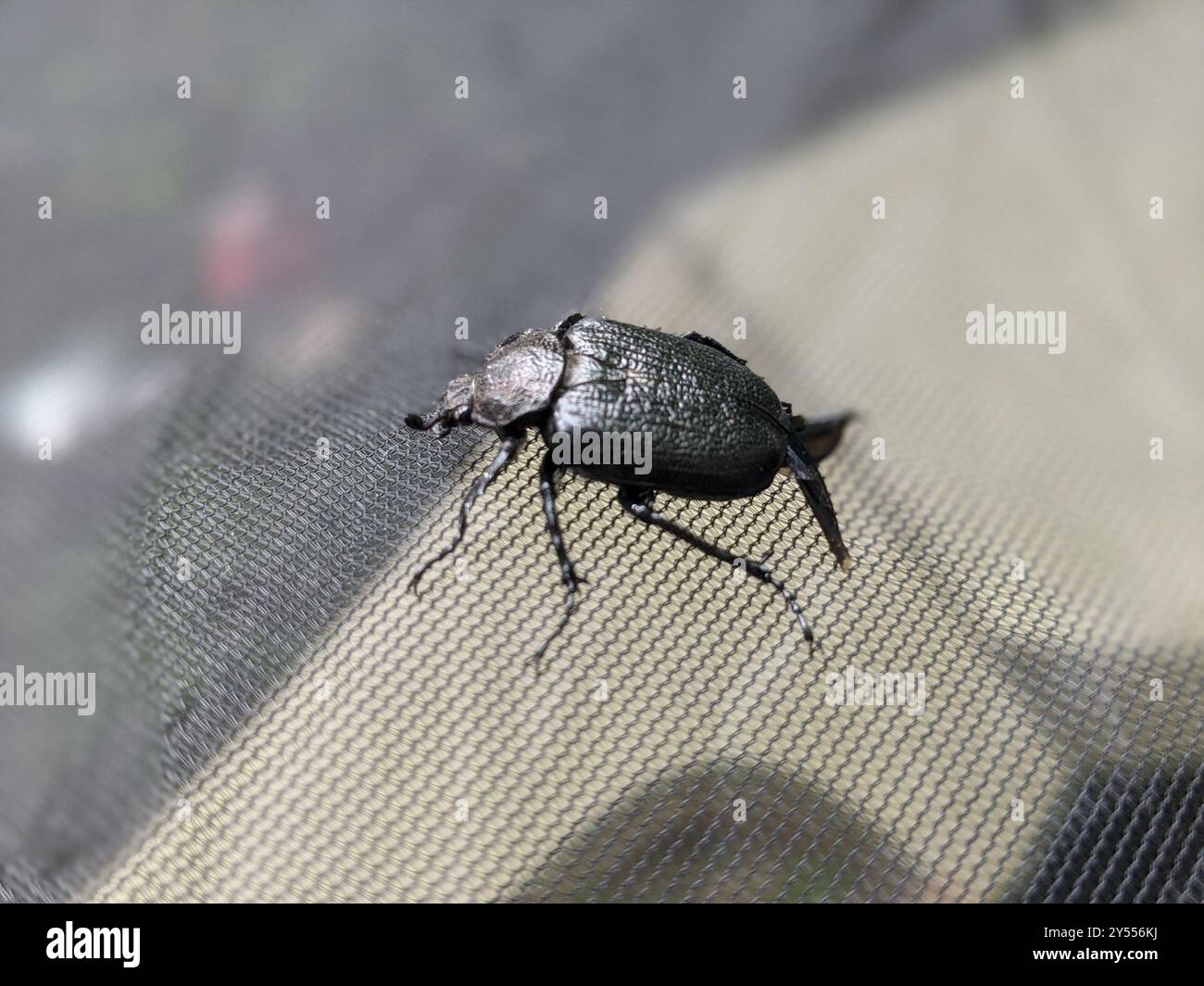 Rough Hermit Beetle (Osmoderma scabra) Insecta Stock Photo - Alamy