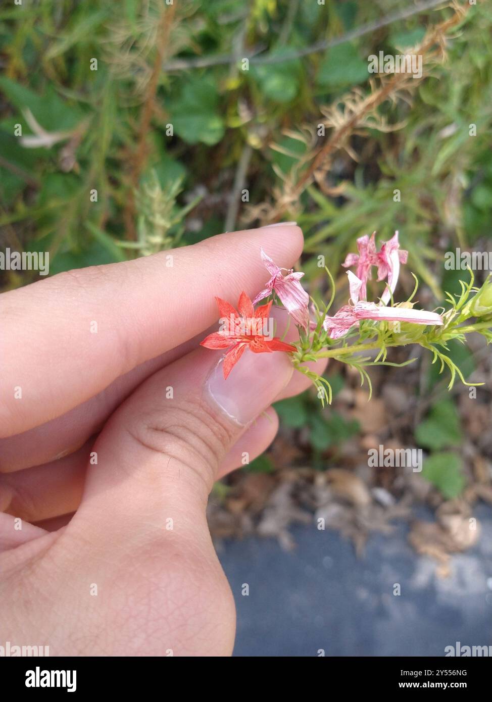 standing cypress (Ipomopsis rubra) Plantae Stock Photo - Alamy