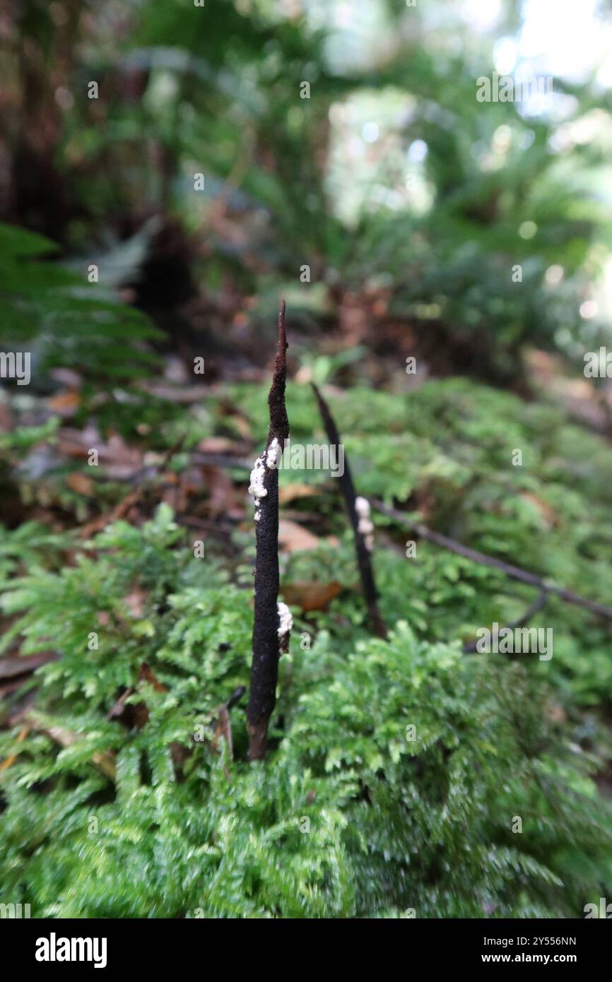 Vegetable caterpillar (Ophiocordyceps robertsii) Fungi Stock Photo - Alamy