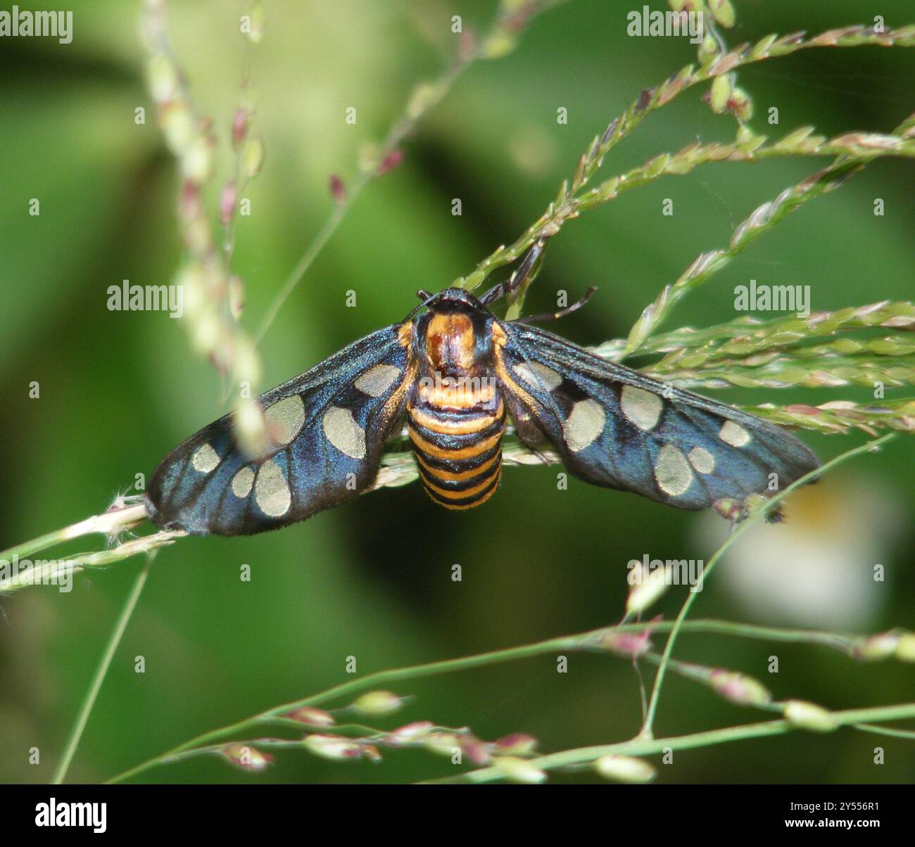 sandalwood defoliator (Amata passalis) Insecta Stock Photo - Alamy