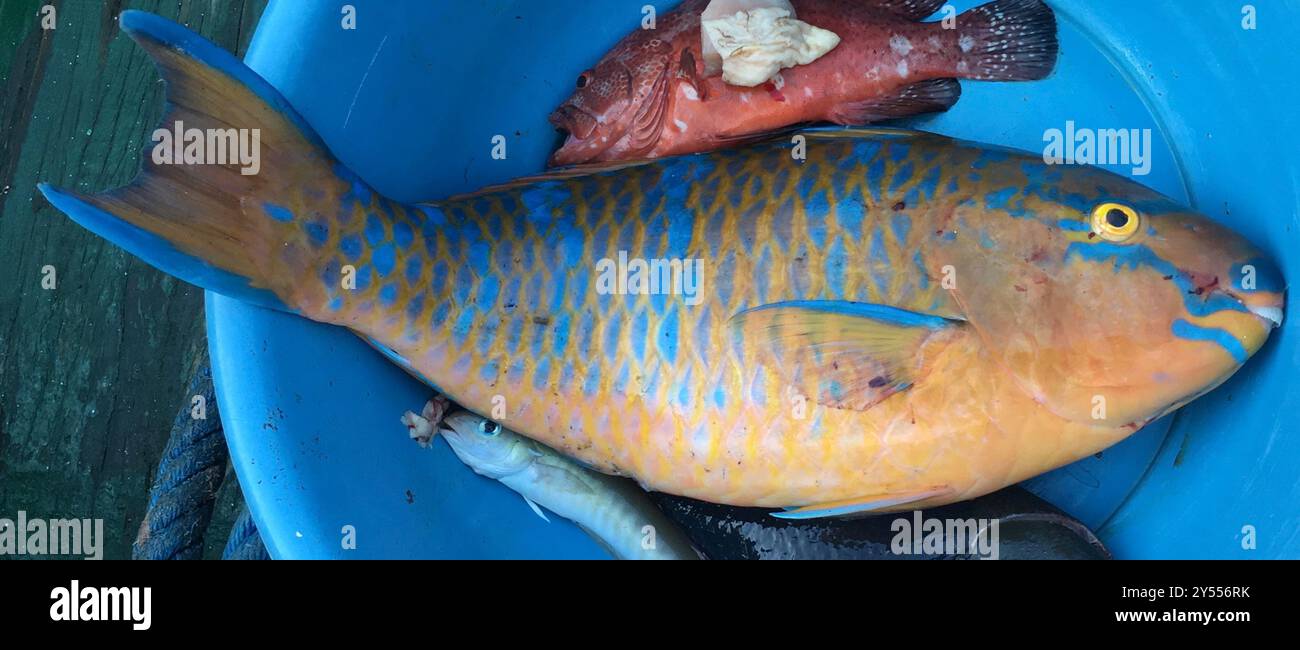 Bluebarred parrotfish scarus ghobban hi-res stock photography and ...