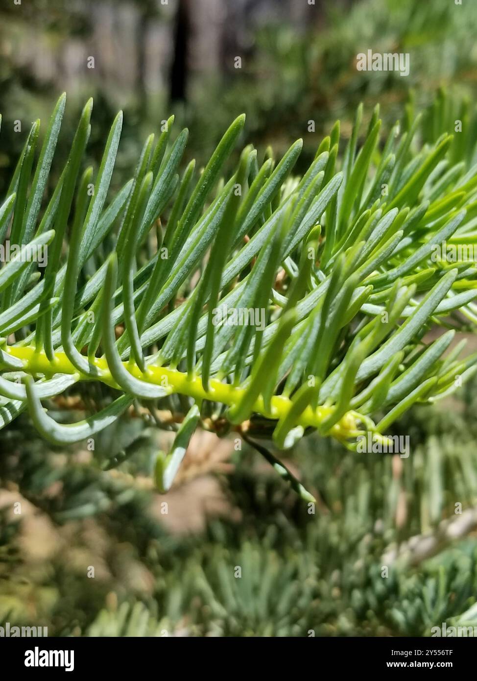 white fir (Abies concolor) Plantae Stock Photo - Alamy