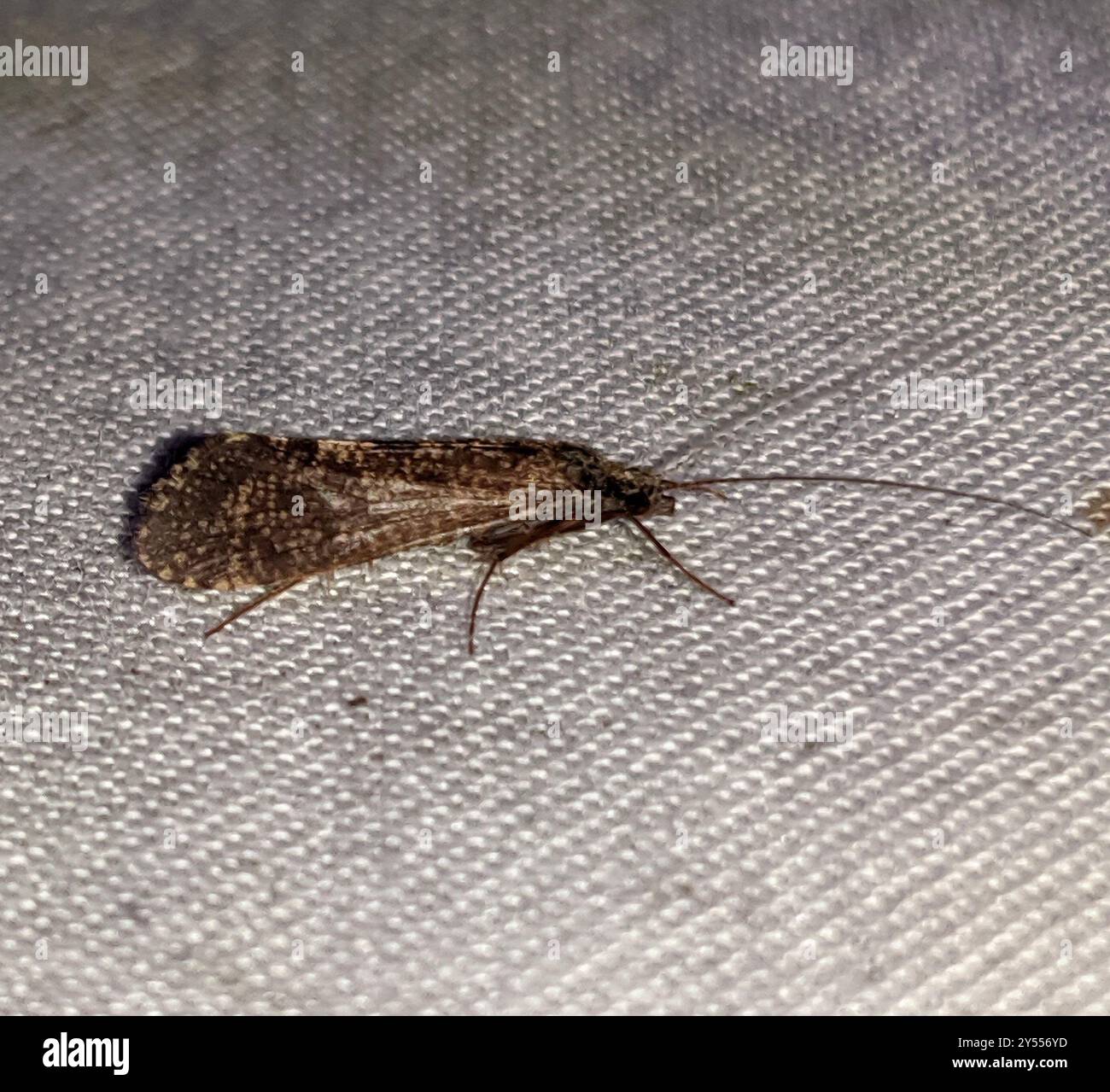 Net-spinning Caddisflies (Hydropsychidae) Insecta Stock Photo - Alamy