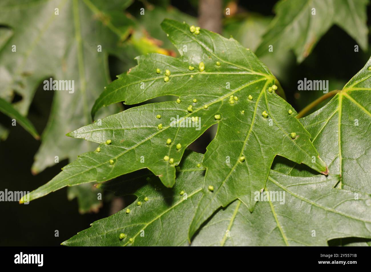 Maple Bladdergall Mite (Vasates quadripedes) Arachnida Stock Photo - Alamy