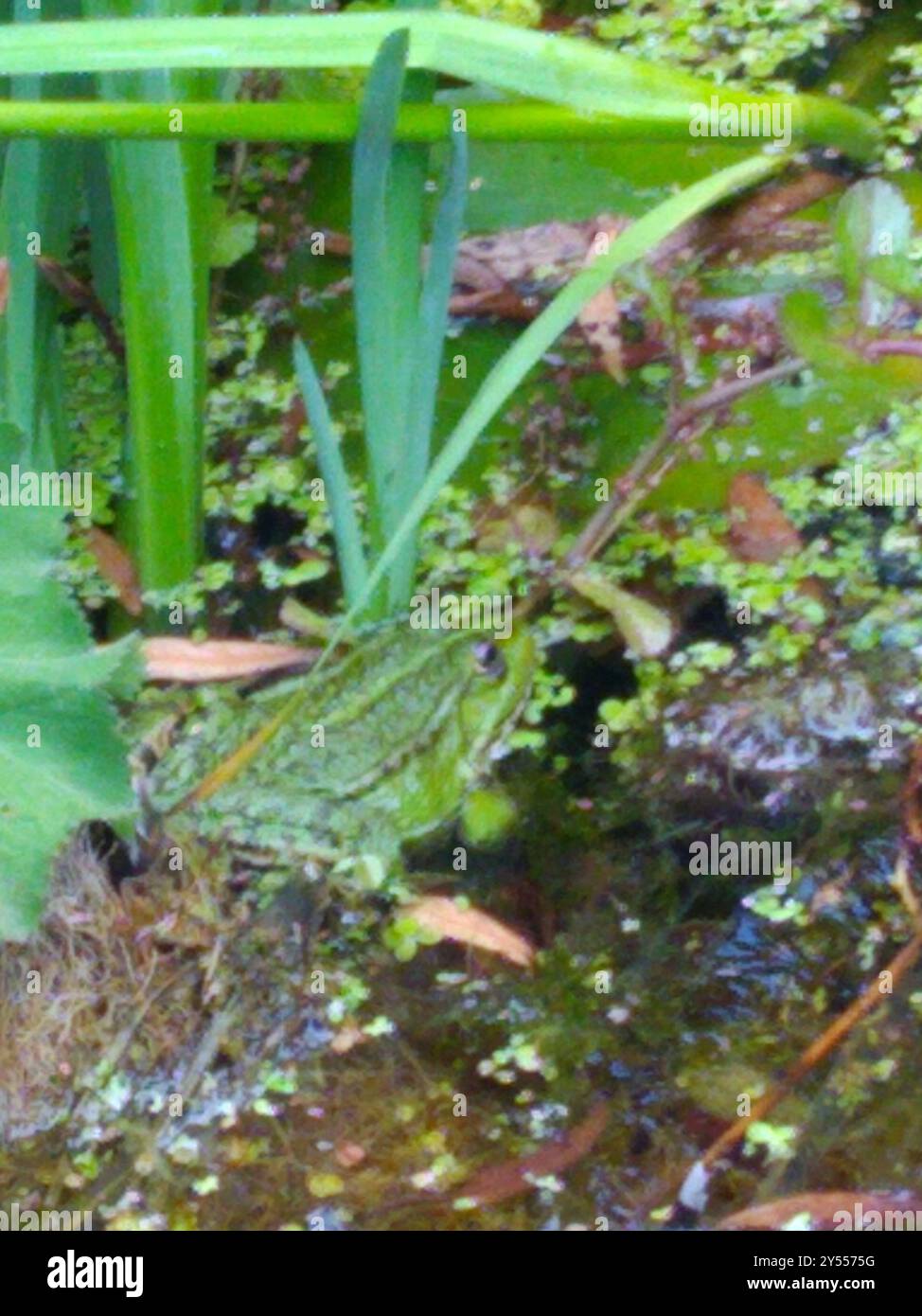 Water Frogs (Pelophylax) Amphibia Stock Photo - Alamy